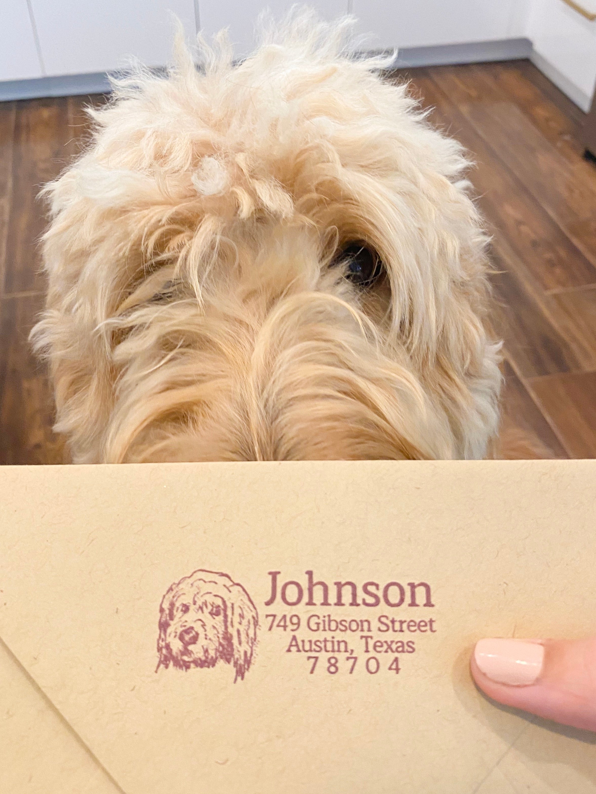 Goldendoodle Address – Yellow Bess