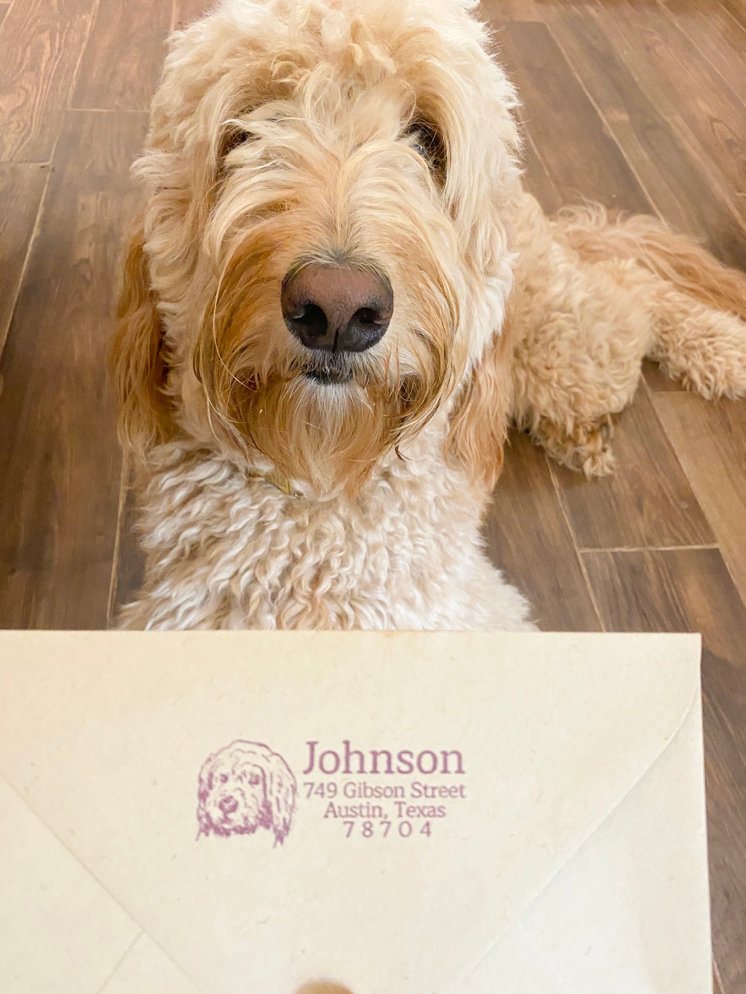 Goldendoodle Address – Yellow Bess